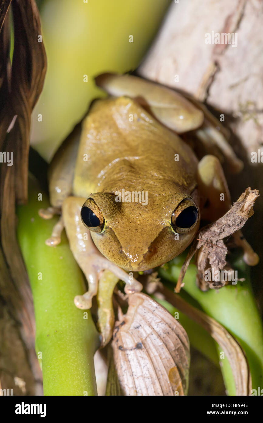 Beautiful small tree frog Boophis rhodoscelis is a species of frog in ...