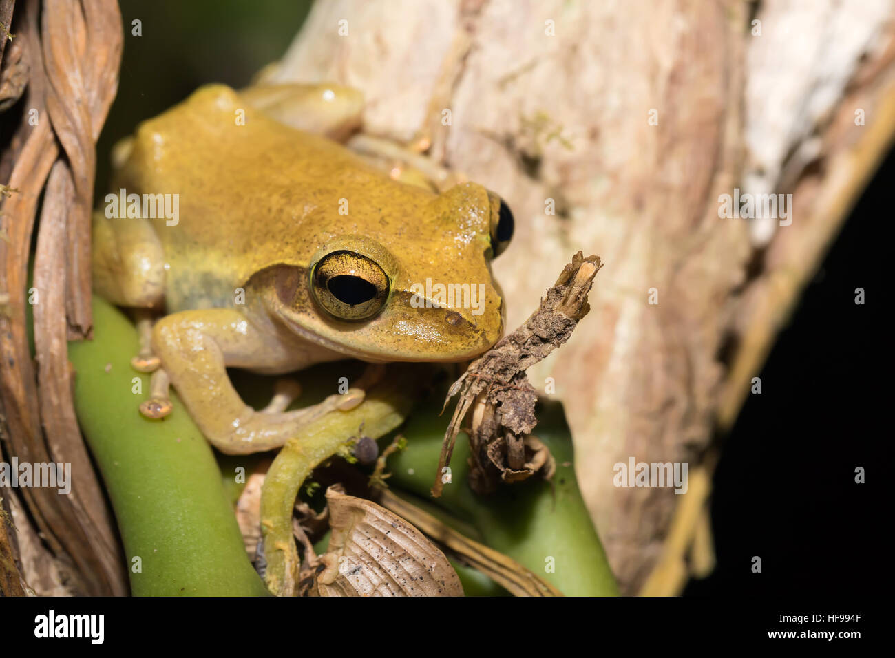 Beautiful small tree frog Boophis rhodoscelis is a species of frog in ...