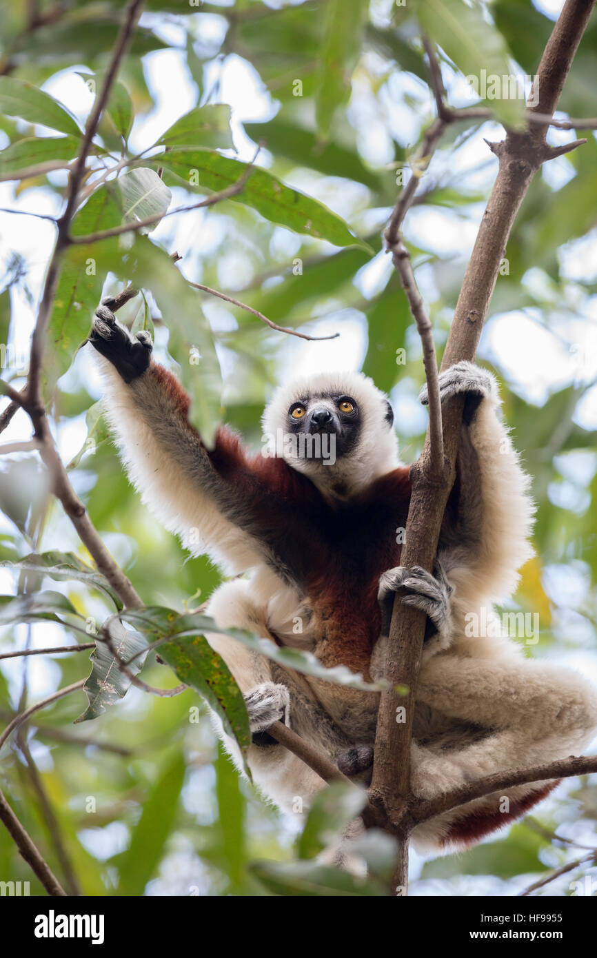 Portrait of wild endemic Coquerel's sifaka (Propithecus coquereli ...