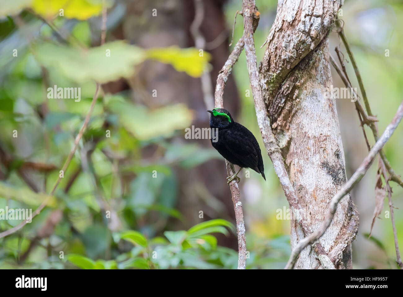 Endemic bird velvet asity (Philepitta castanea) is a species of bird in ...