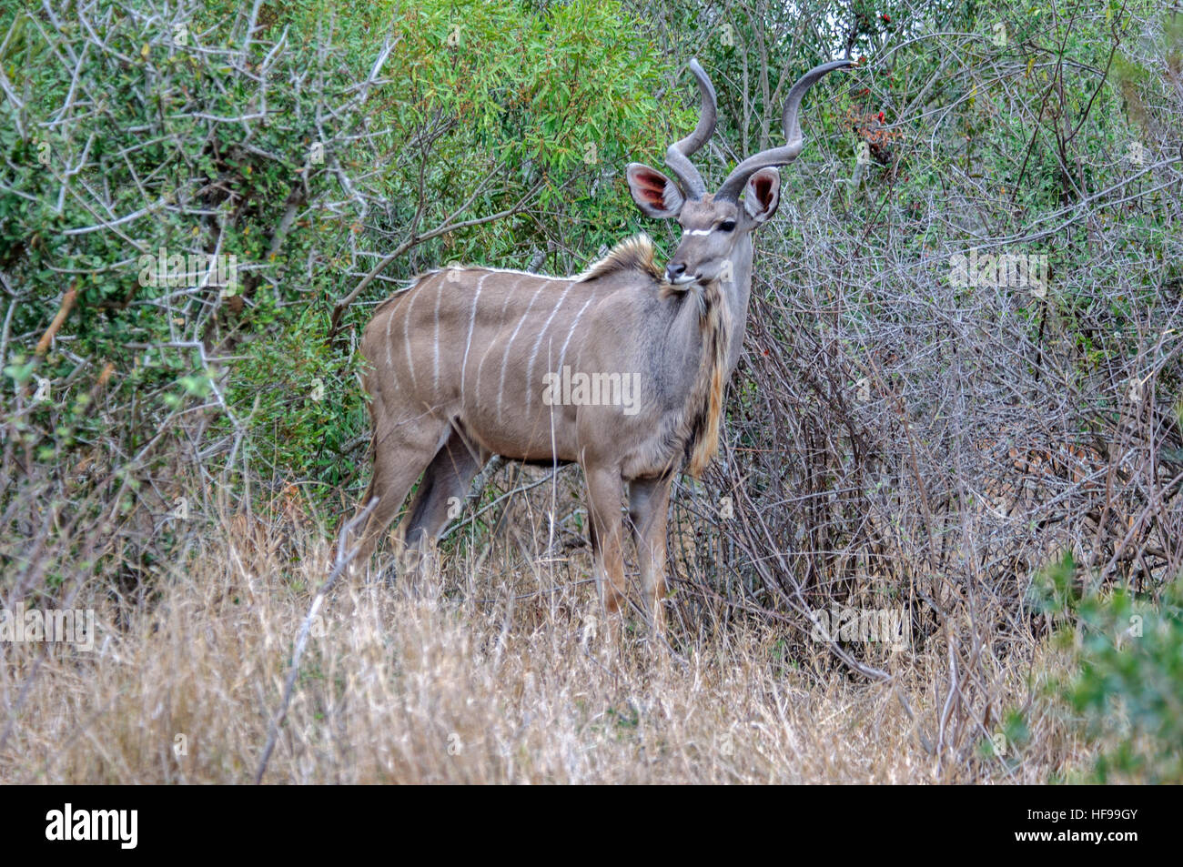 Male Greater Kudu (Tragelaphus strepsiceros), a large woodland antelope ...