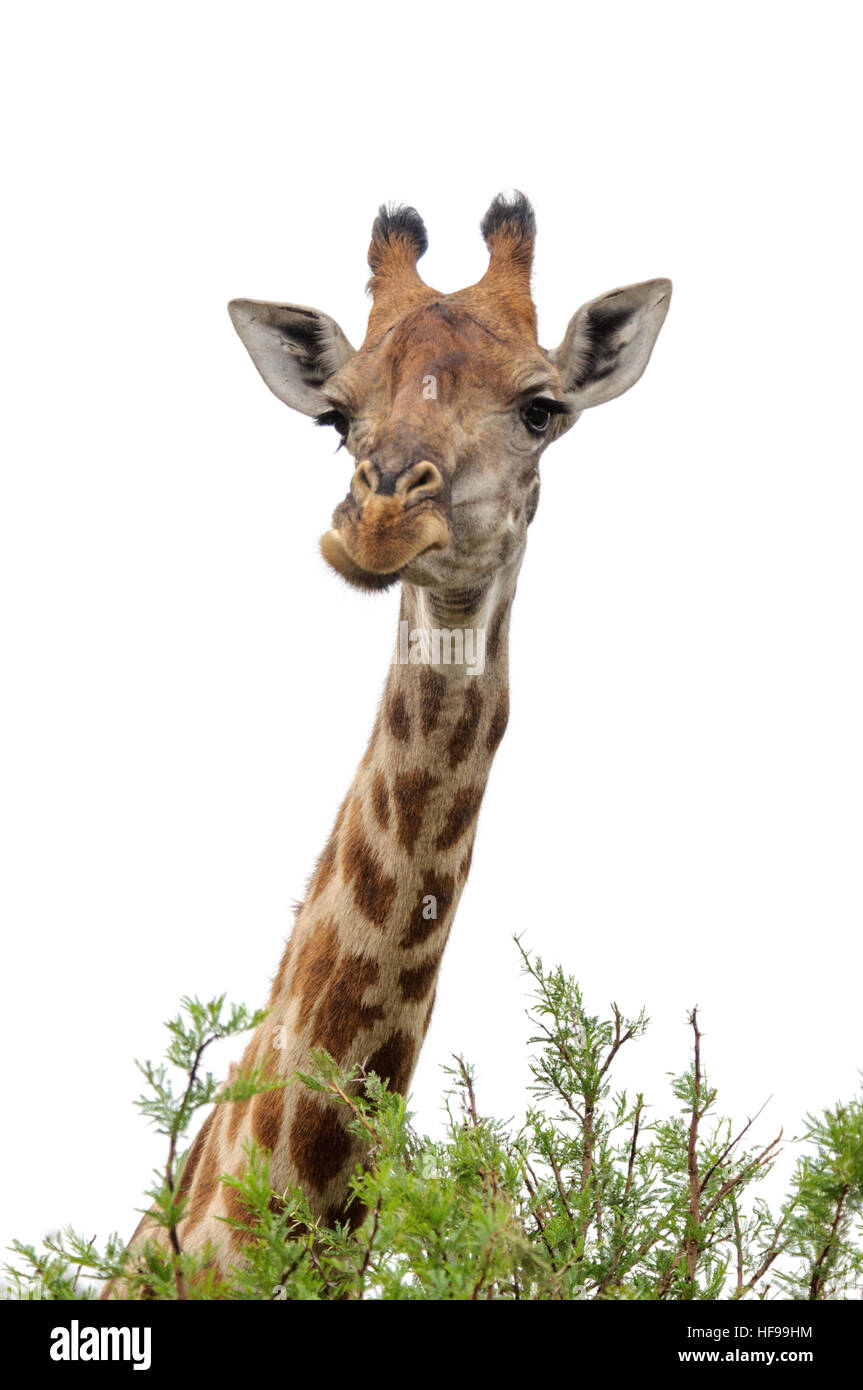 Close-up portrait of a South African giraffe (Giraffa giraffa giraffa ...