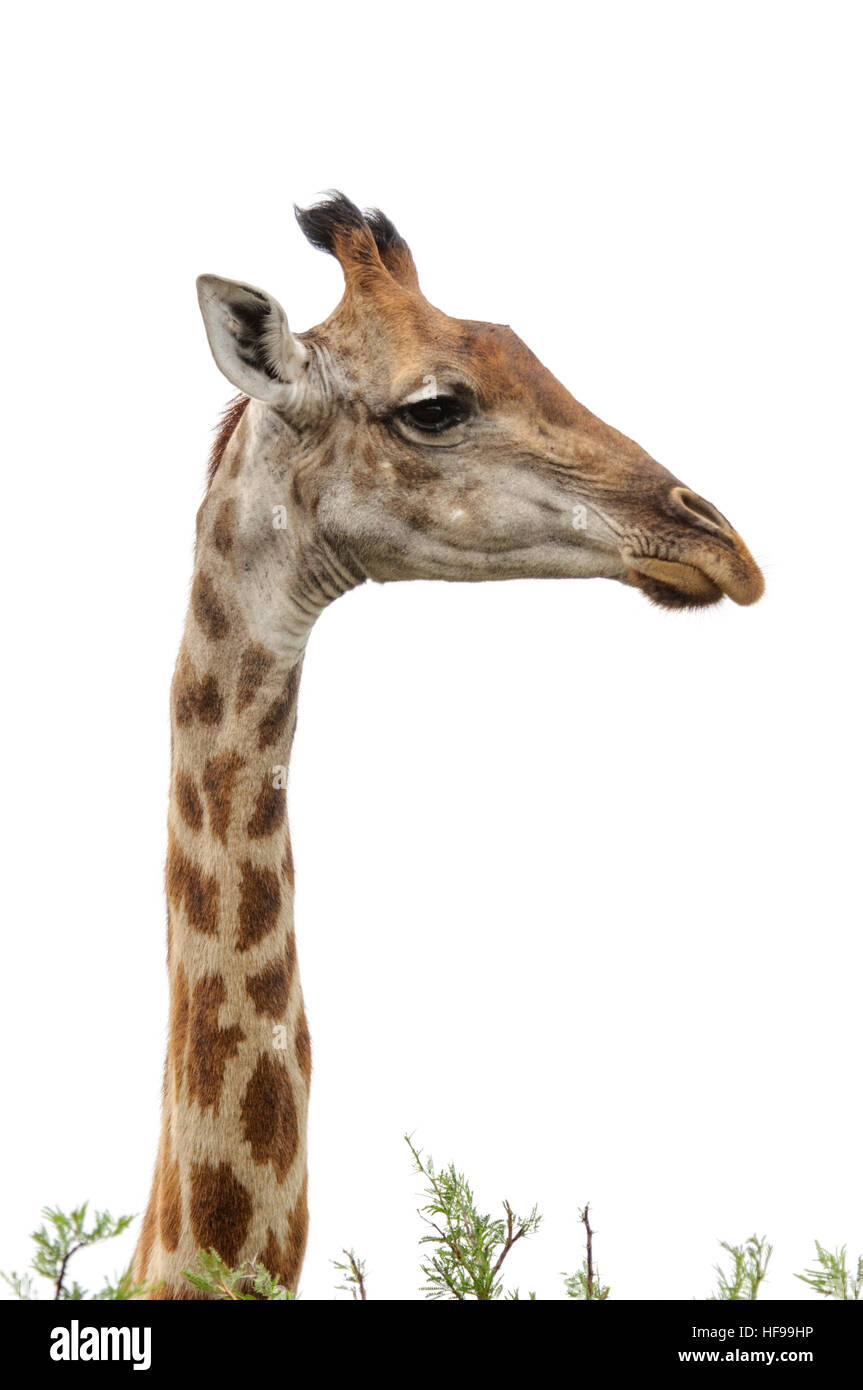 Close-up portrait of a South African giraffe (Giraffa giraffa giraffa ...