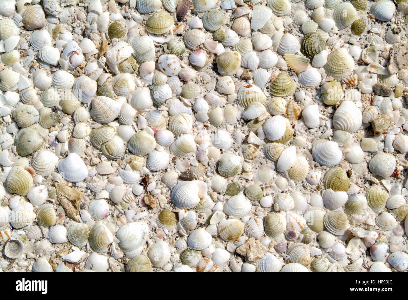 Sea shells with sand for background and texture Stock Photo - Alamy