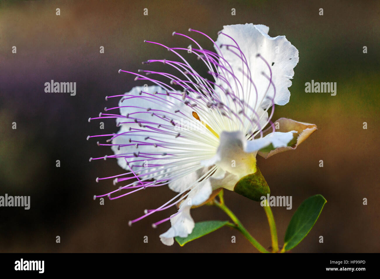 Capparis spinosa hi-res stock photography and images - Alamy