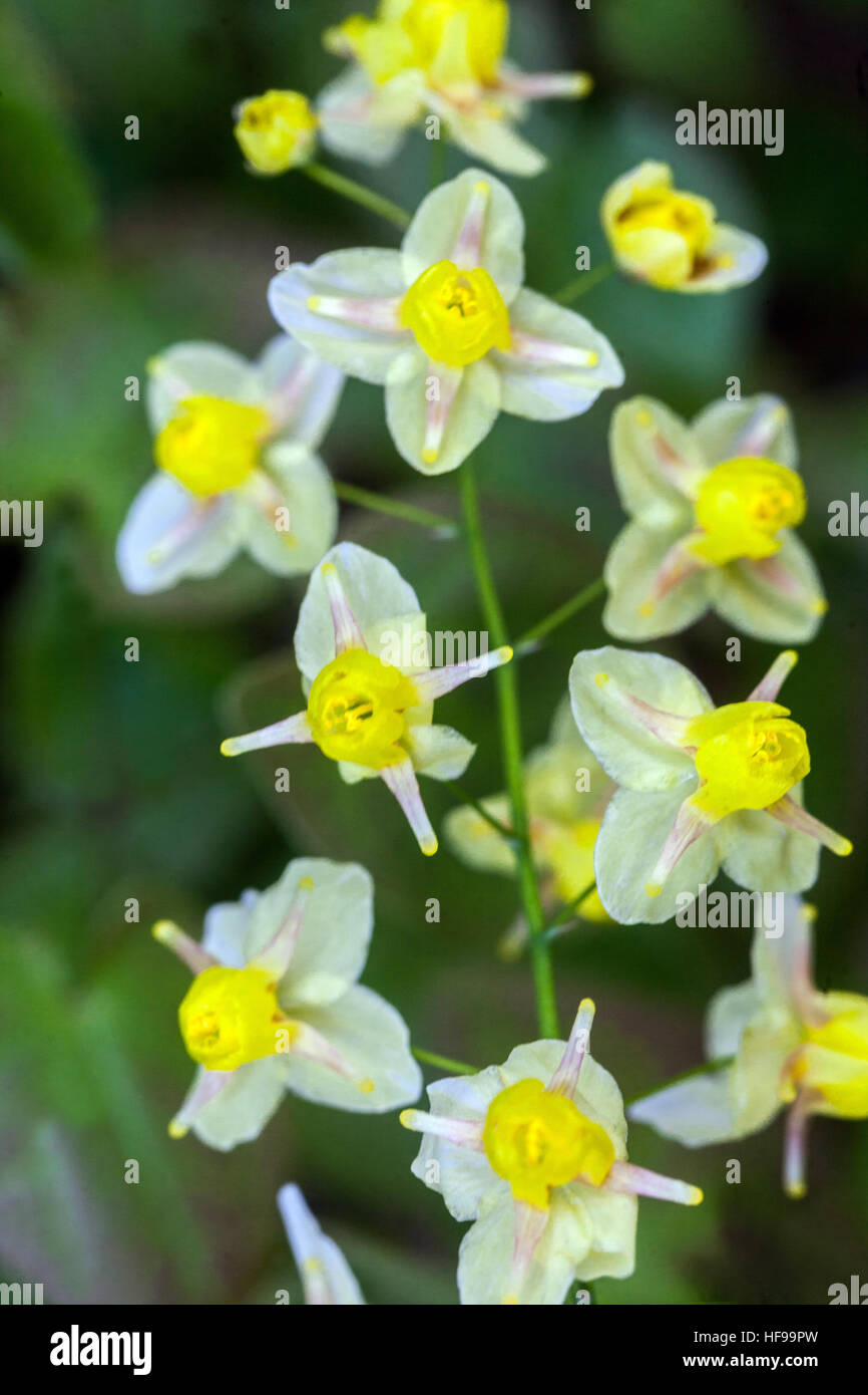 Epimedium versicolor 'Sulphureum', yellow Barrenwort Stock Photo - Alamy