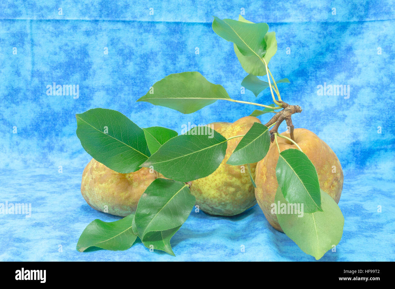 Pears on Blue Stock Photo - Alamy