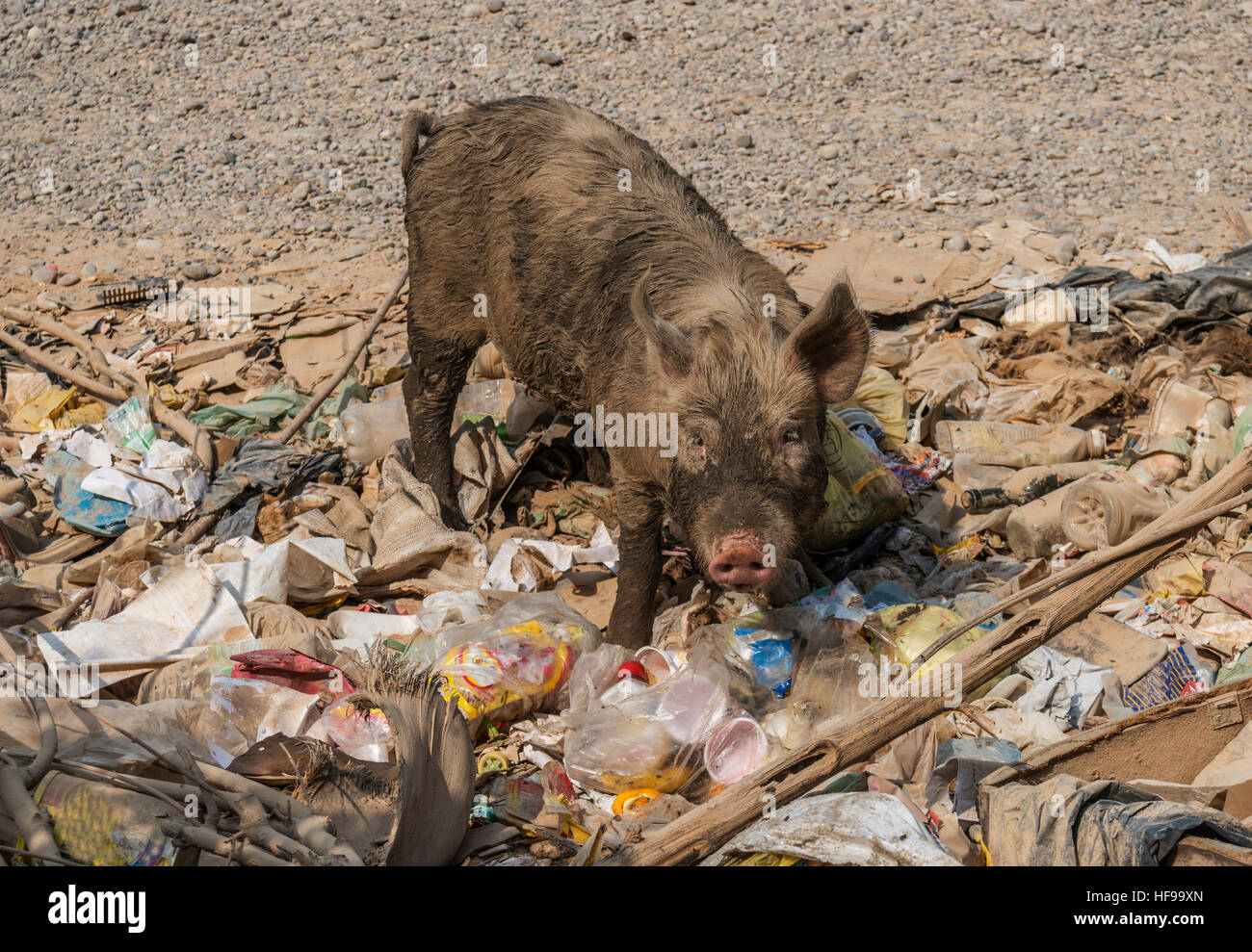 Plastic pig hi-res stock photography and images - Alamy