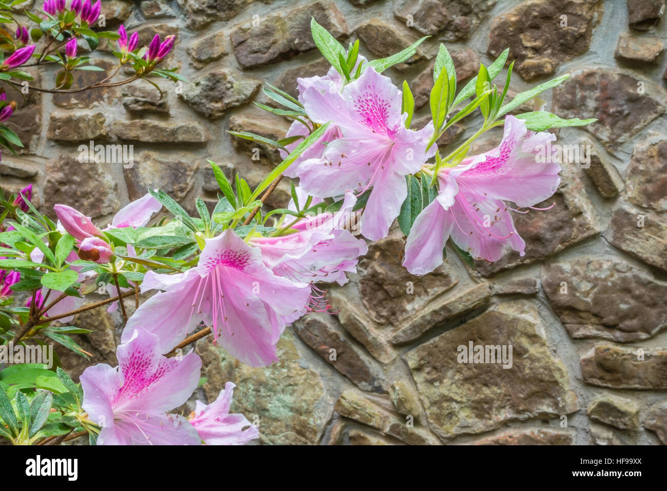 Rock azalea hi-res stock photography and images - Alamy