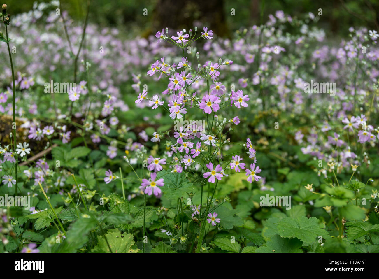 Many primulas forming a clump under the trees of the forest Stock Photo ...