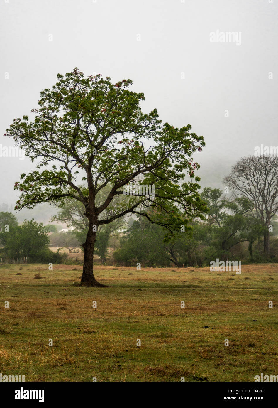 Ceibo ceiba tree hi-res stock photography and images - Alamy