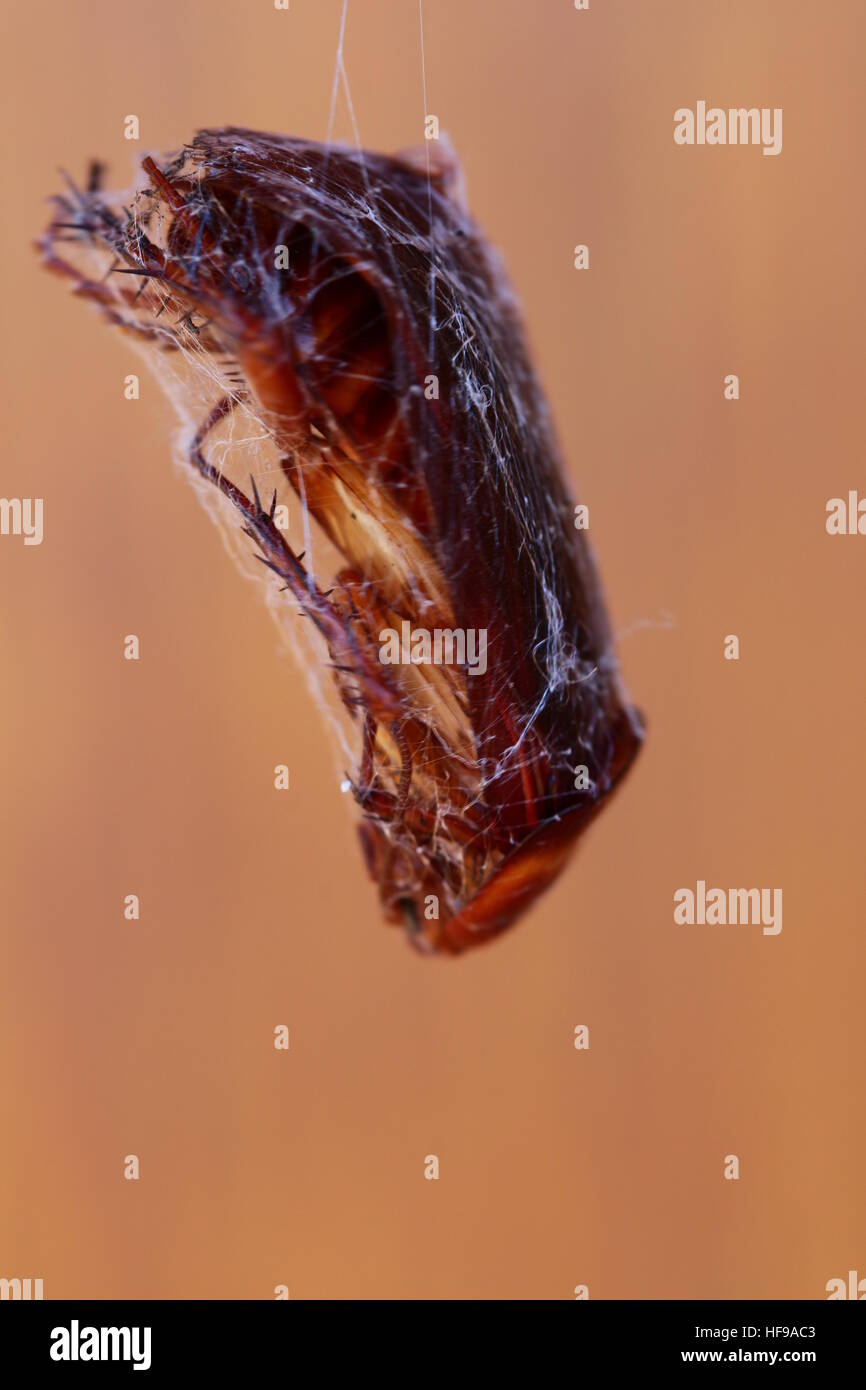 Cockroach trap hi-res stock photography and images - Alamy