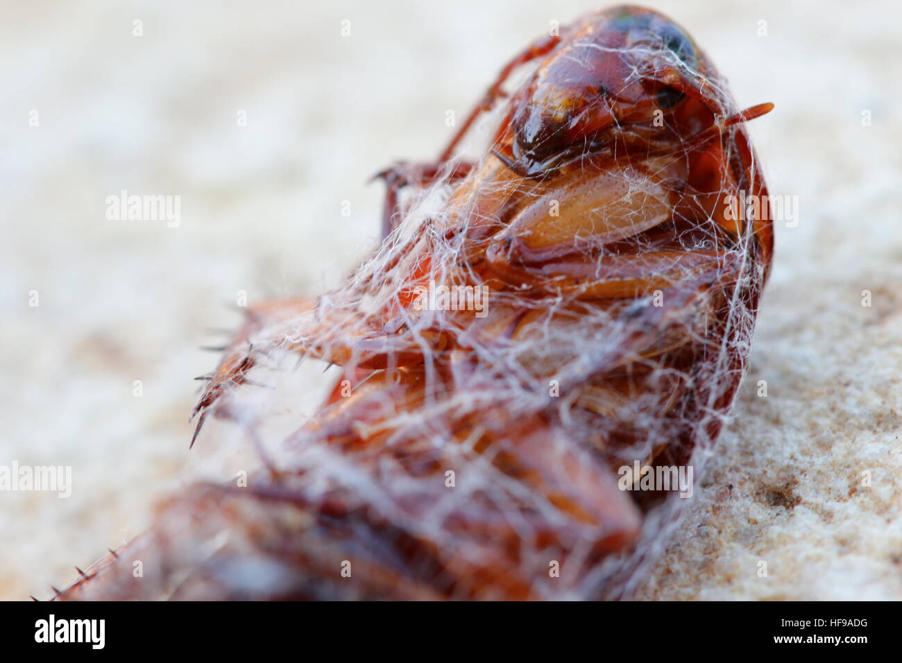 Cockroach encased in a spider's web lying on its back, feet up Stock ...