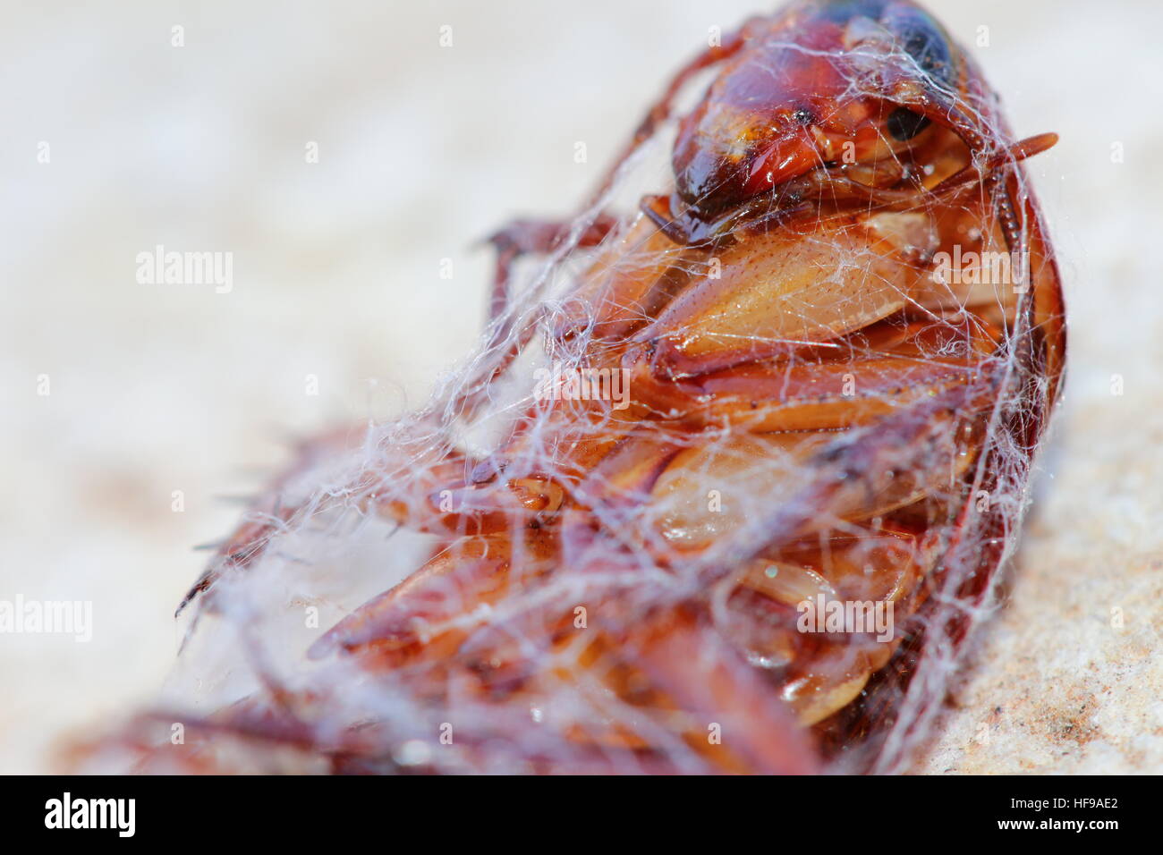 Spider Feet High Resolution Stock Photography and Images - Alamy