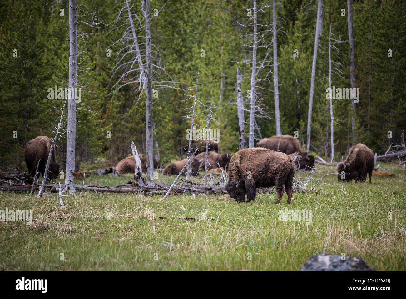 Buffalo herd grazing hi-res stock photography and images - Alamy
