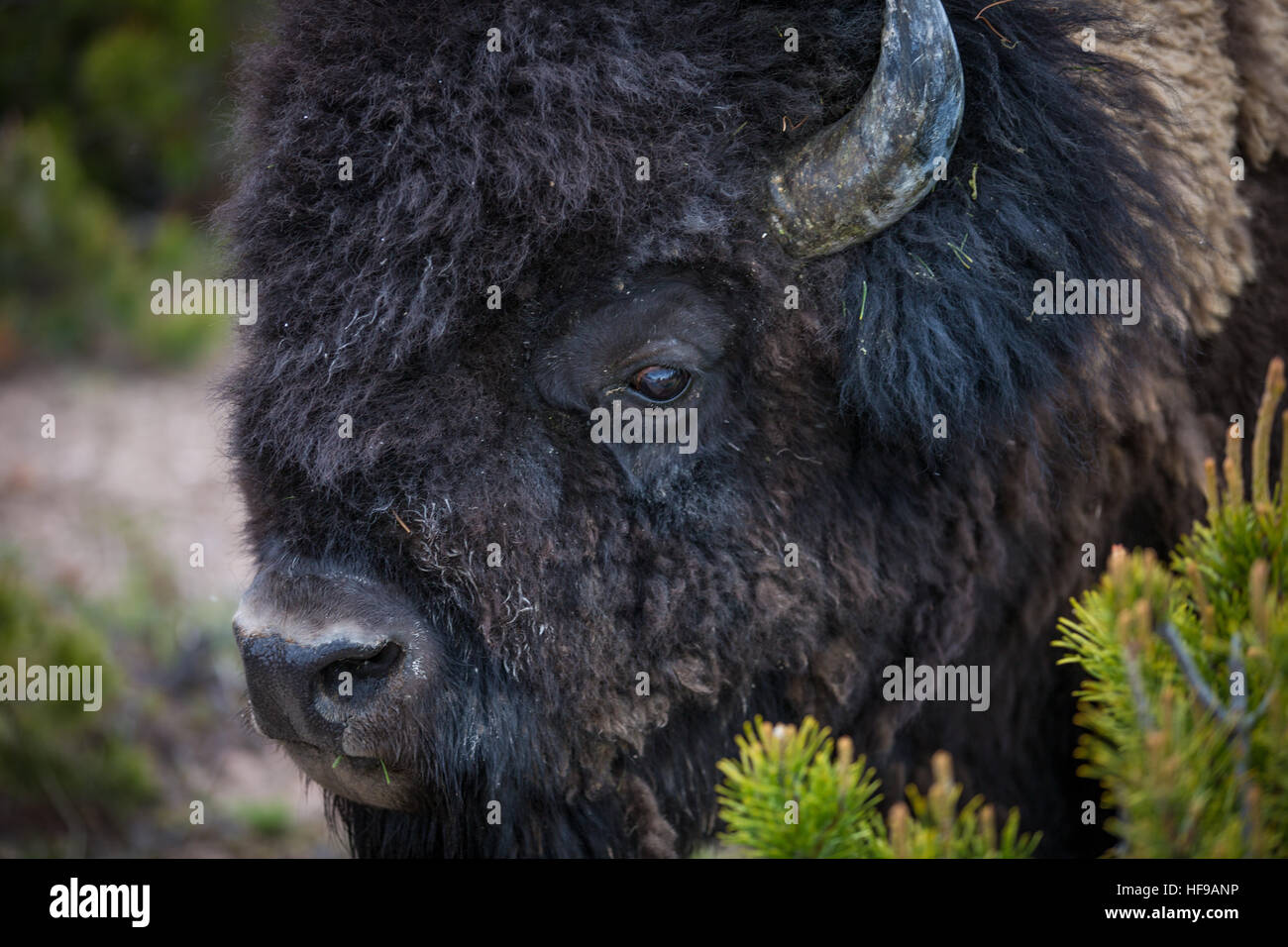 Bison yellowstone close up hi-res stock photography and images - Alamy