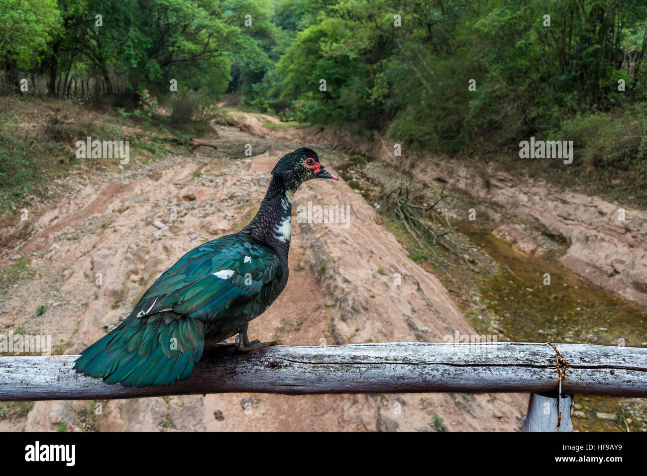 duck standing at the railing of a bridge with the river and the forest ...