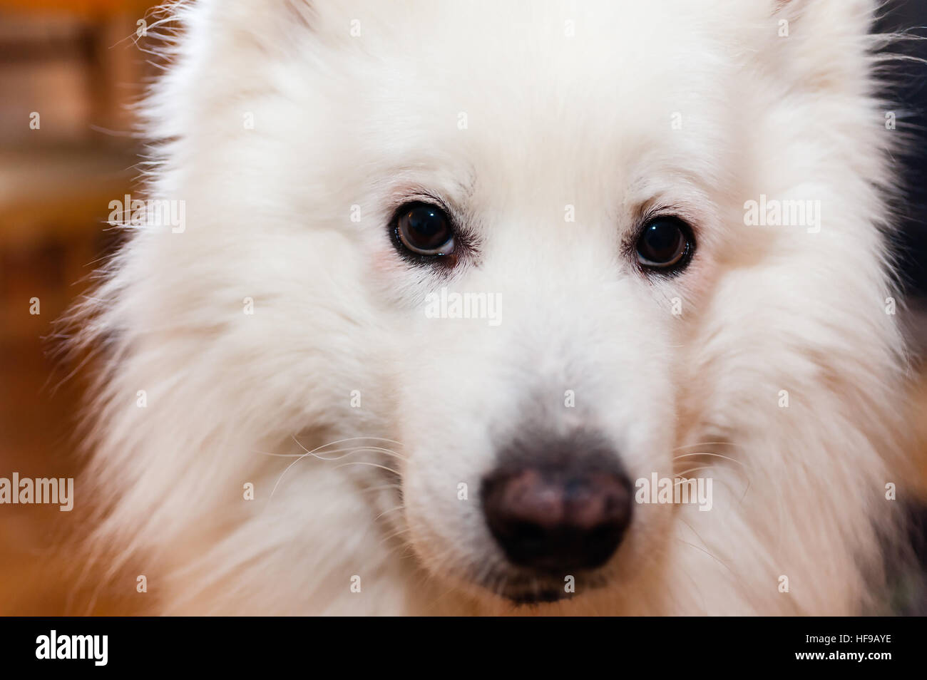 Up close eye contact with white Samoyed dog. Shallow focus on friendly ...