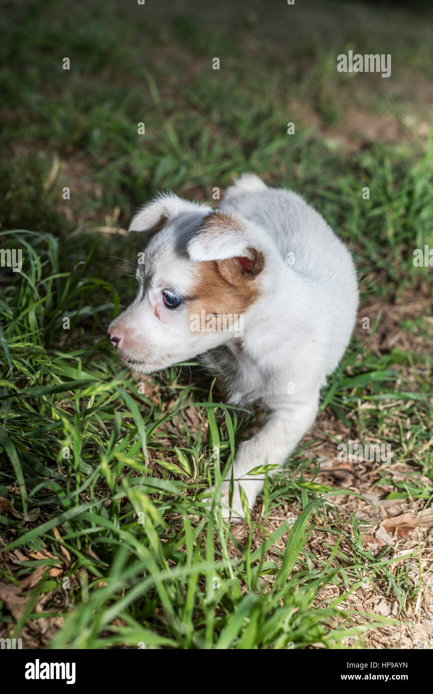 Sniffing ear of puppy hi-res stock photography and images - Alamy
