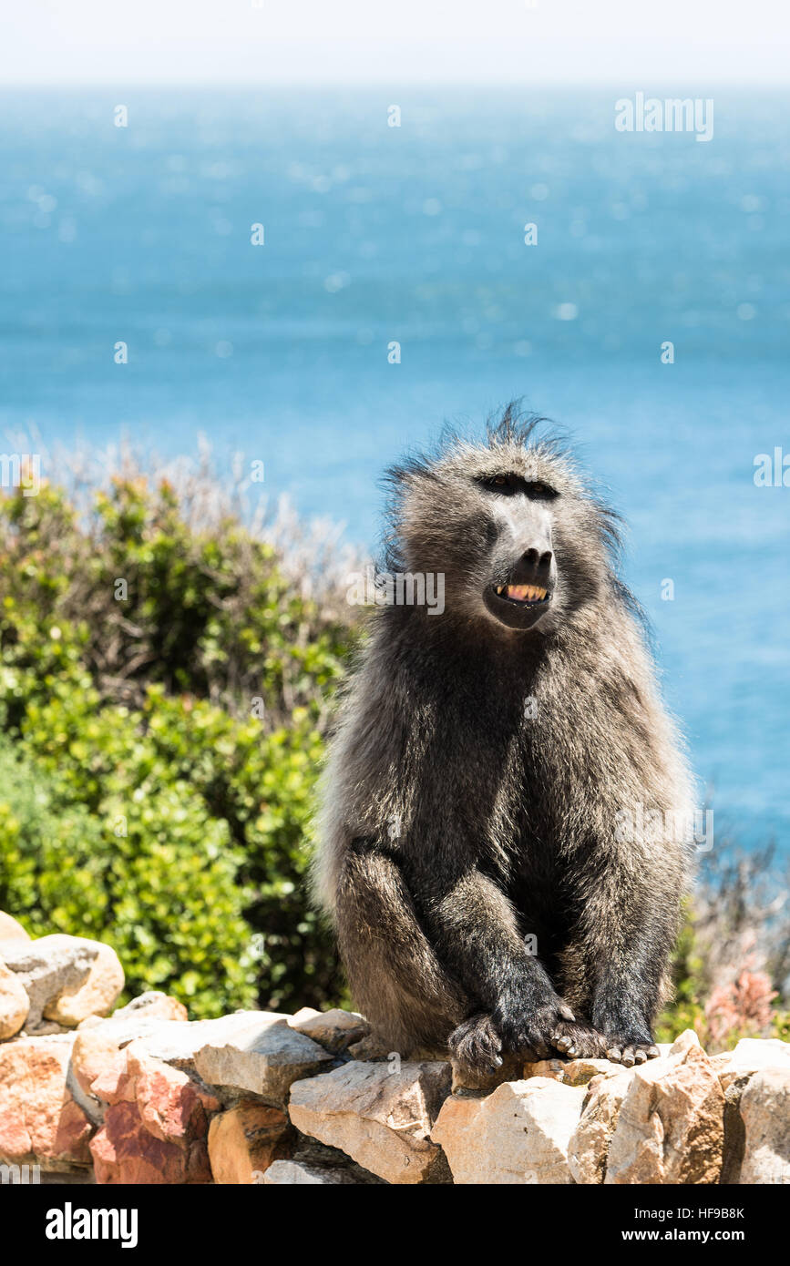 Chacma baboon teeth hi-res stock photography and images - Alamy