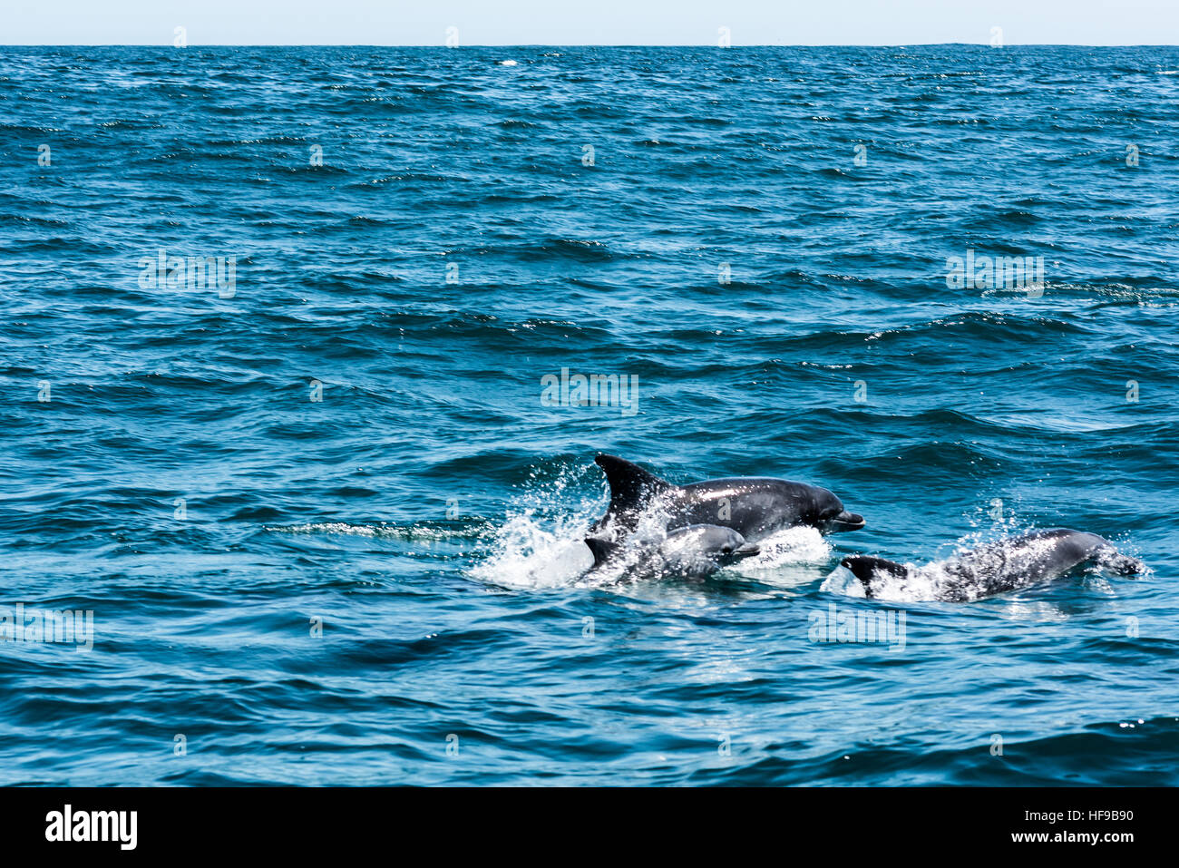 Dolphin family africa mammal south hi-res stock photography and images ...