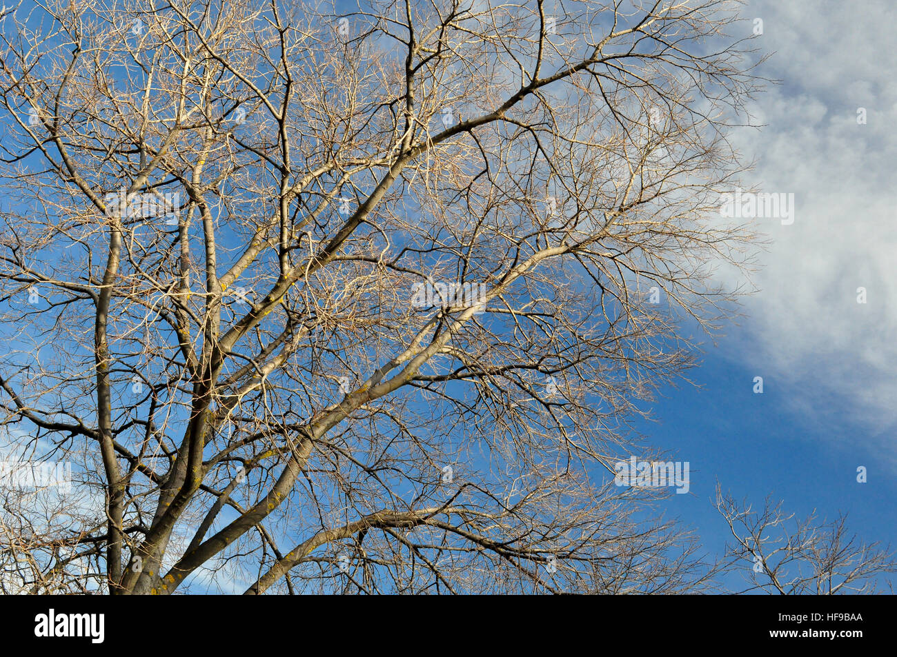 Trees without leaves and sky Stock Photo - Alamy