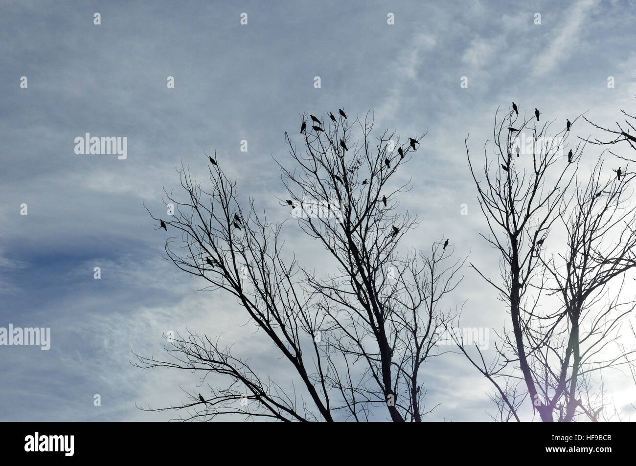 birds on trees without leaves and sky Stock Photo - Alamy
