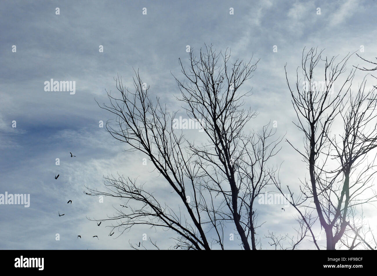 Trees without leaves and sky Stock Photo - Alamy