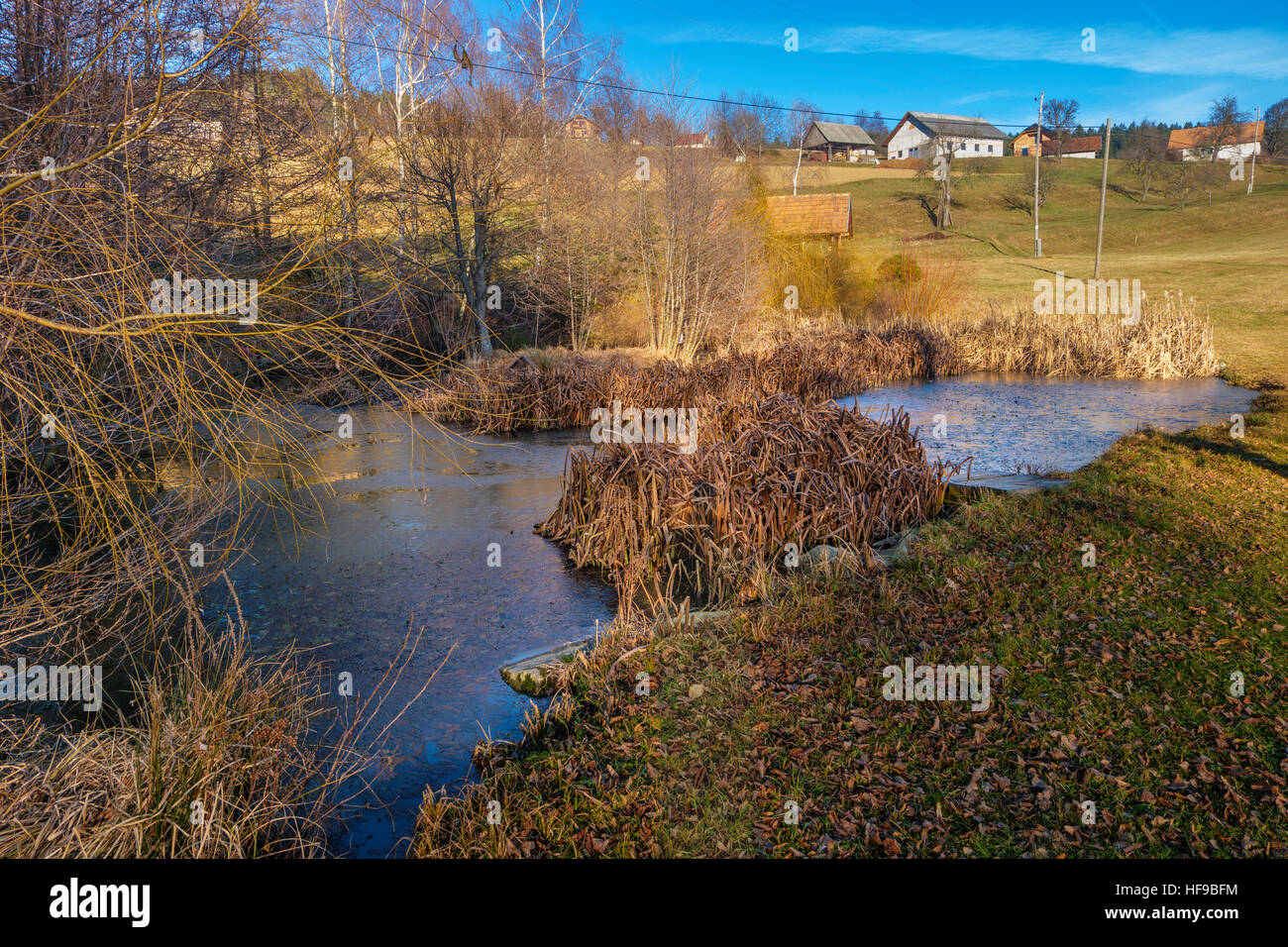 Small frozen pond with reeds and willow trees in the countryside of ...