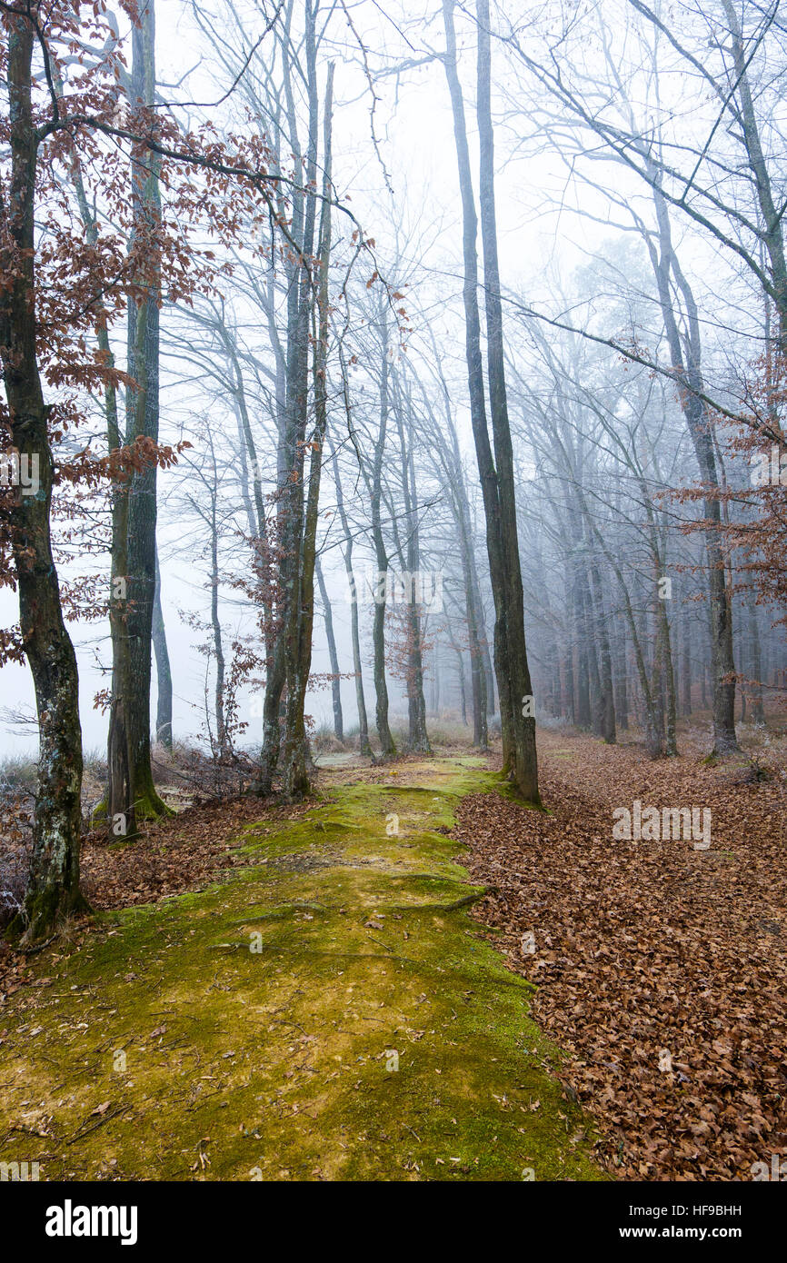 Path, overgrown with moss, among brown fallen leaves in a forest ...