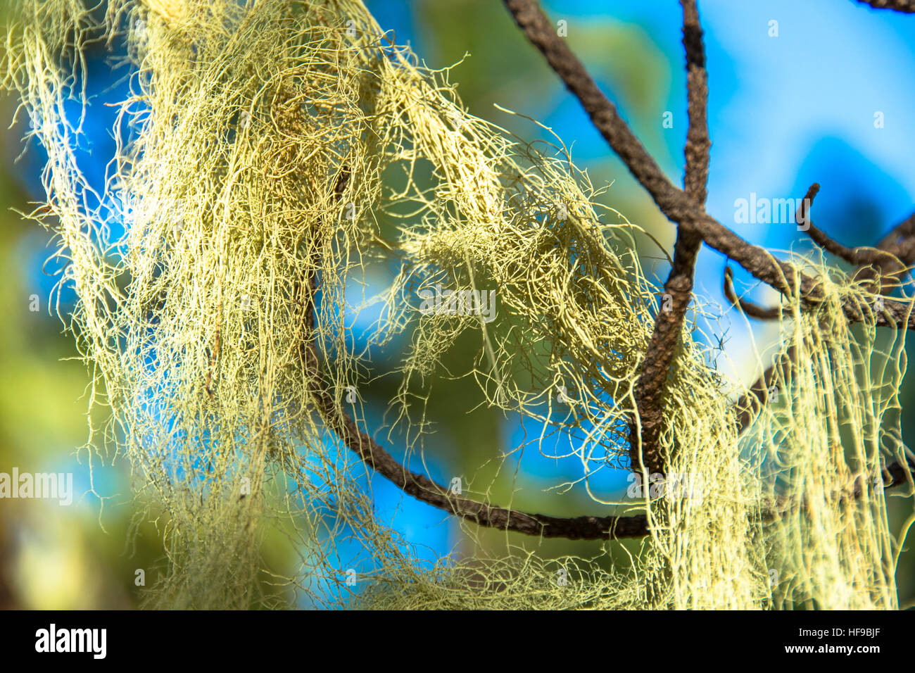beard moss growing at tree at gran canaria spain Stock Photo - Alamy