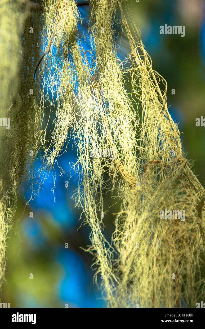 beard moss growing at tree at gran canaria spain Stock Photo - Alamy
