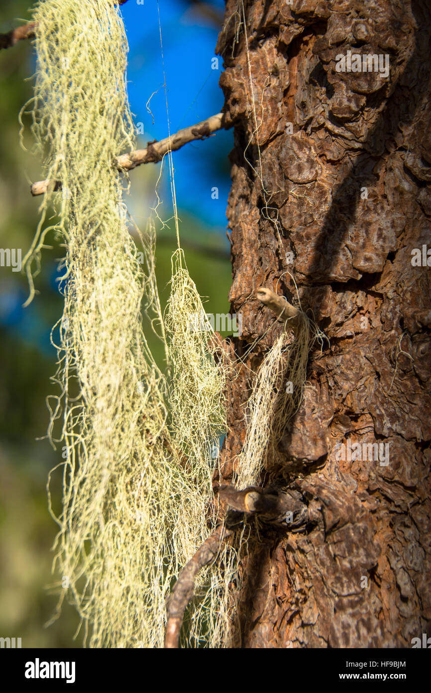 beard moss growing at tree at gran canaria spain Stock Photo - Alamy
