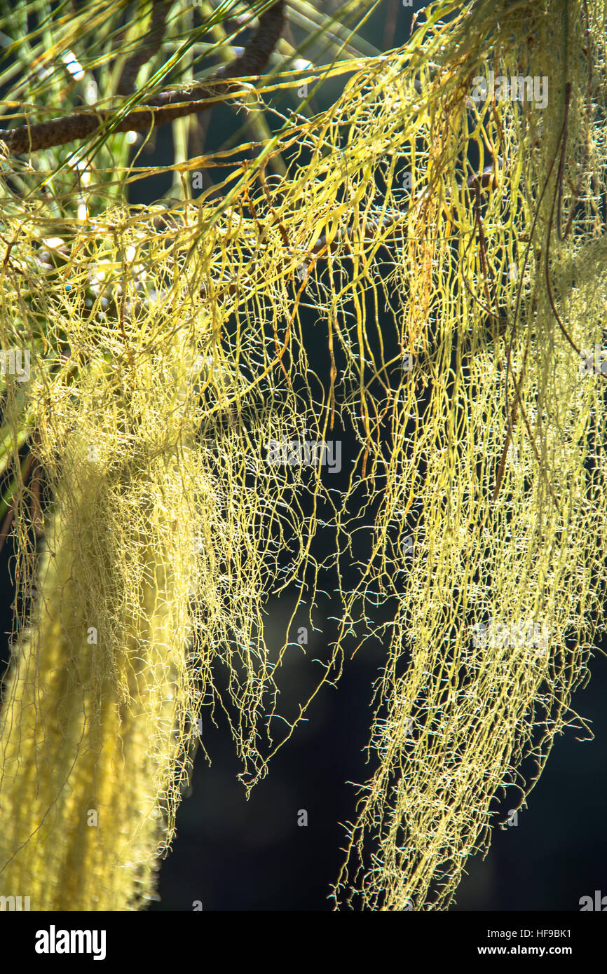 beard moss growing at tree at gran canaria spain Stock Photo - Alamy