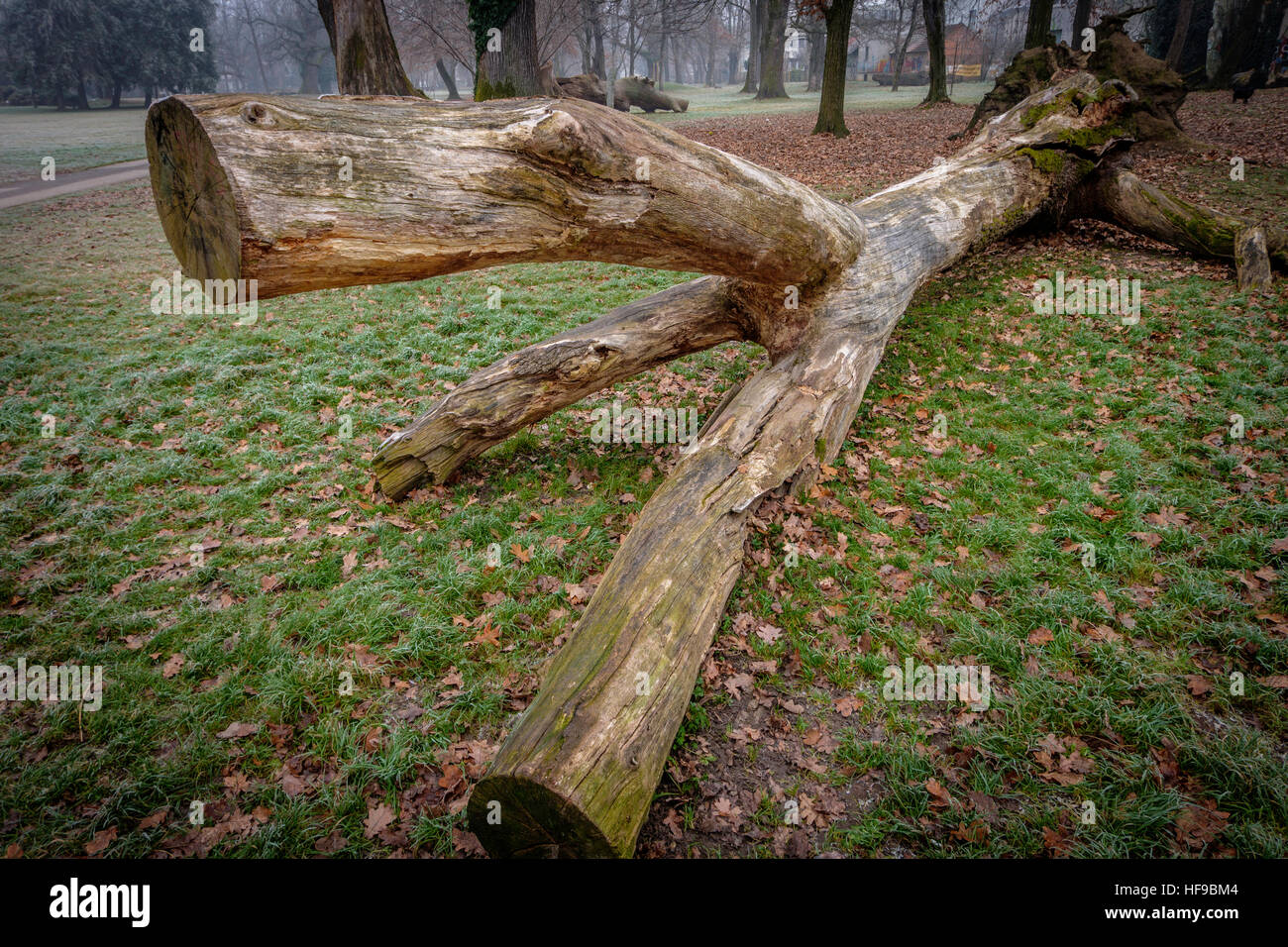 Fallen tree trunk in a public park, decaying on the ground Stock Photo ...
