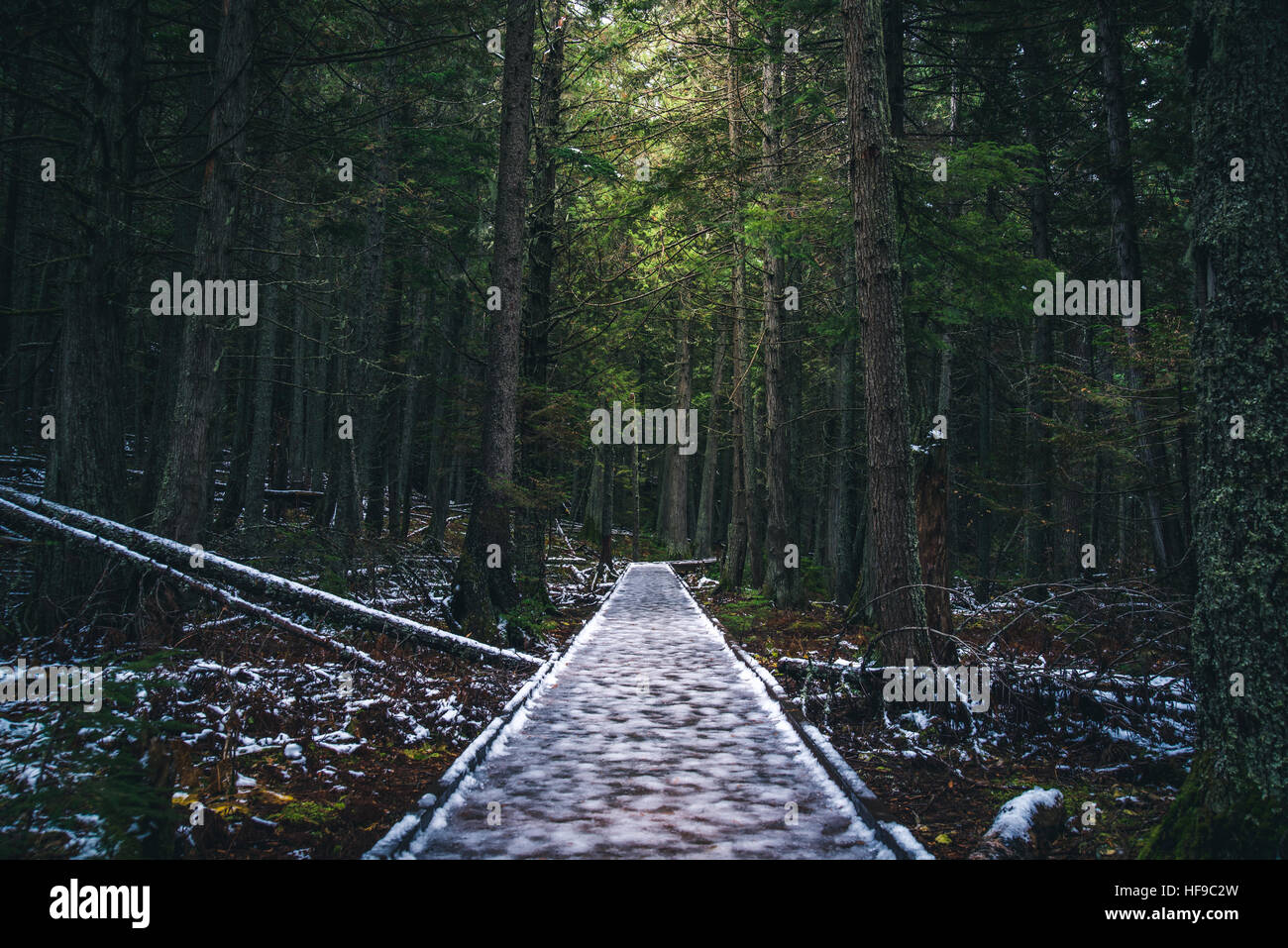 Icy forest path Stock Photo - Alamy