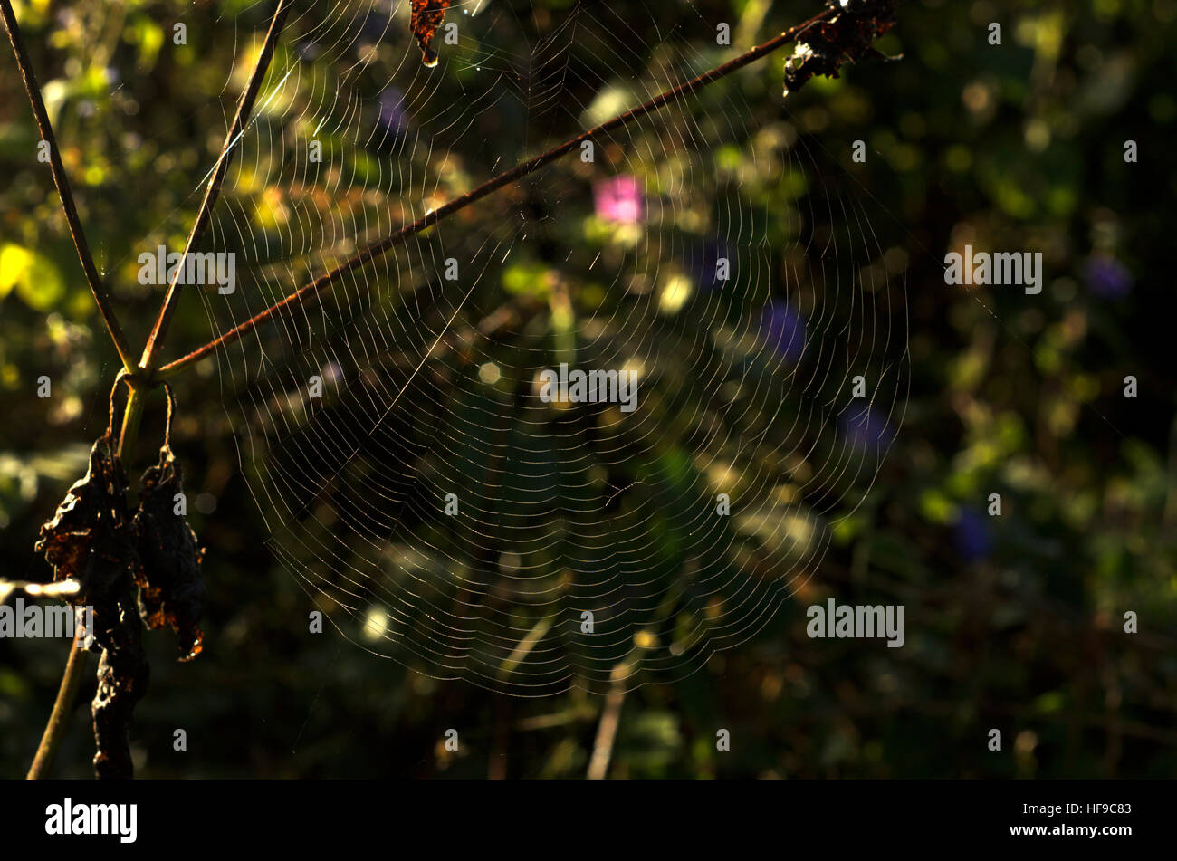 Web among forest plants with natural green background Stock Photo - Alamy