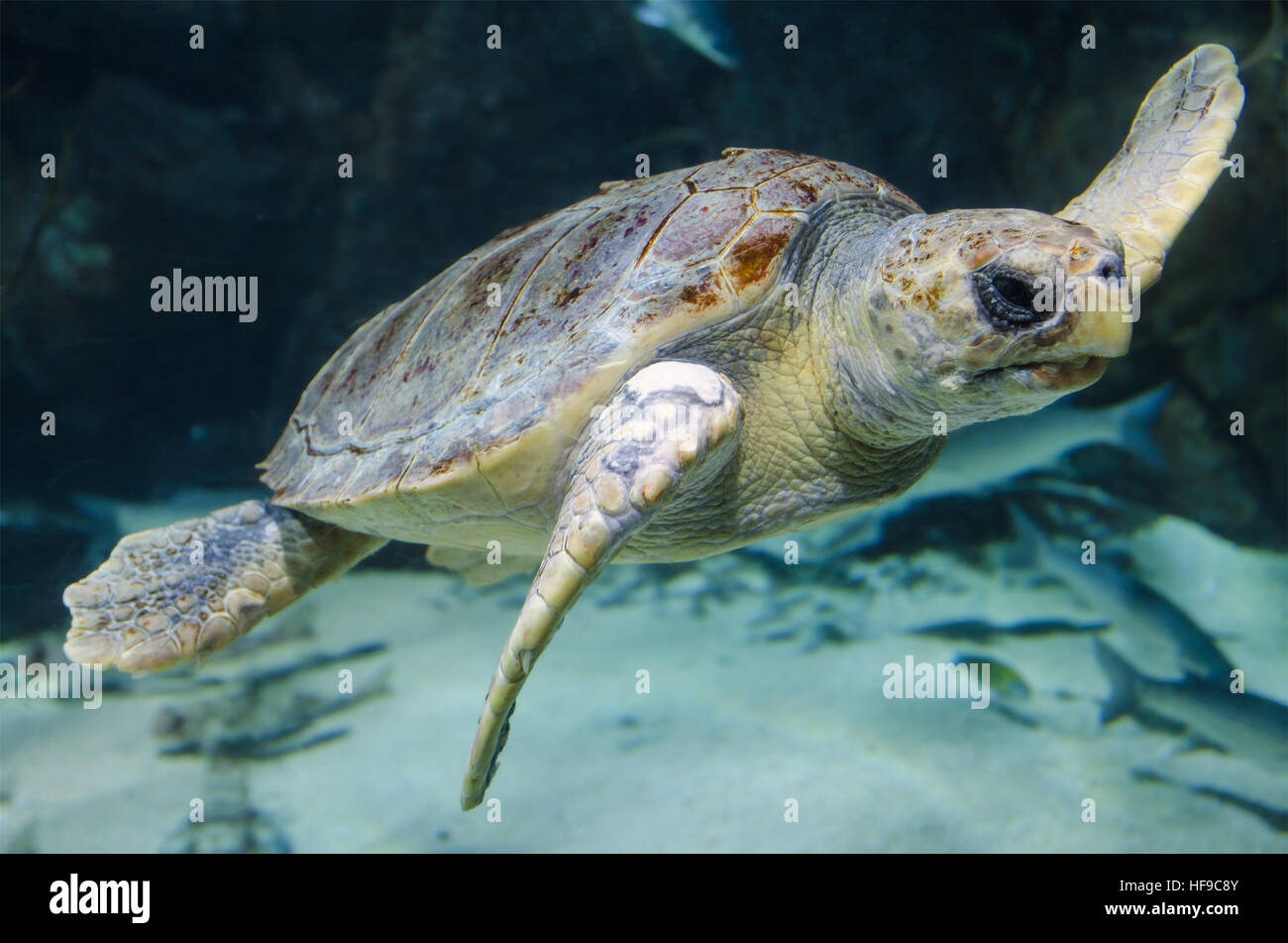 Sea turtle in the aquarium Stock Photo - Alamy