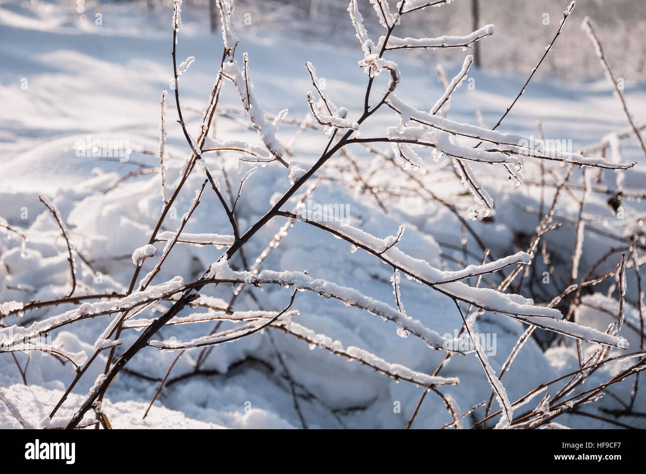 Closeup of frozen twigs as winter background Stock Photo - Alamy