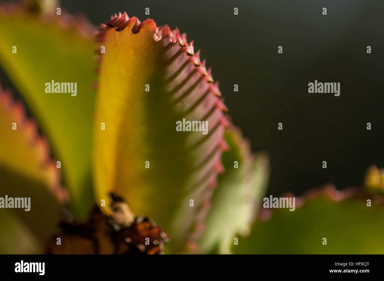 Succulent plant with red details and suggestive shapes with black ...