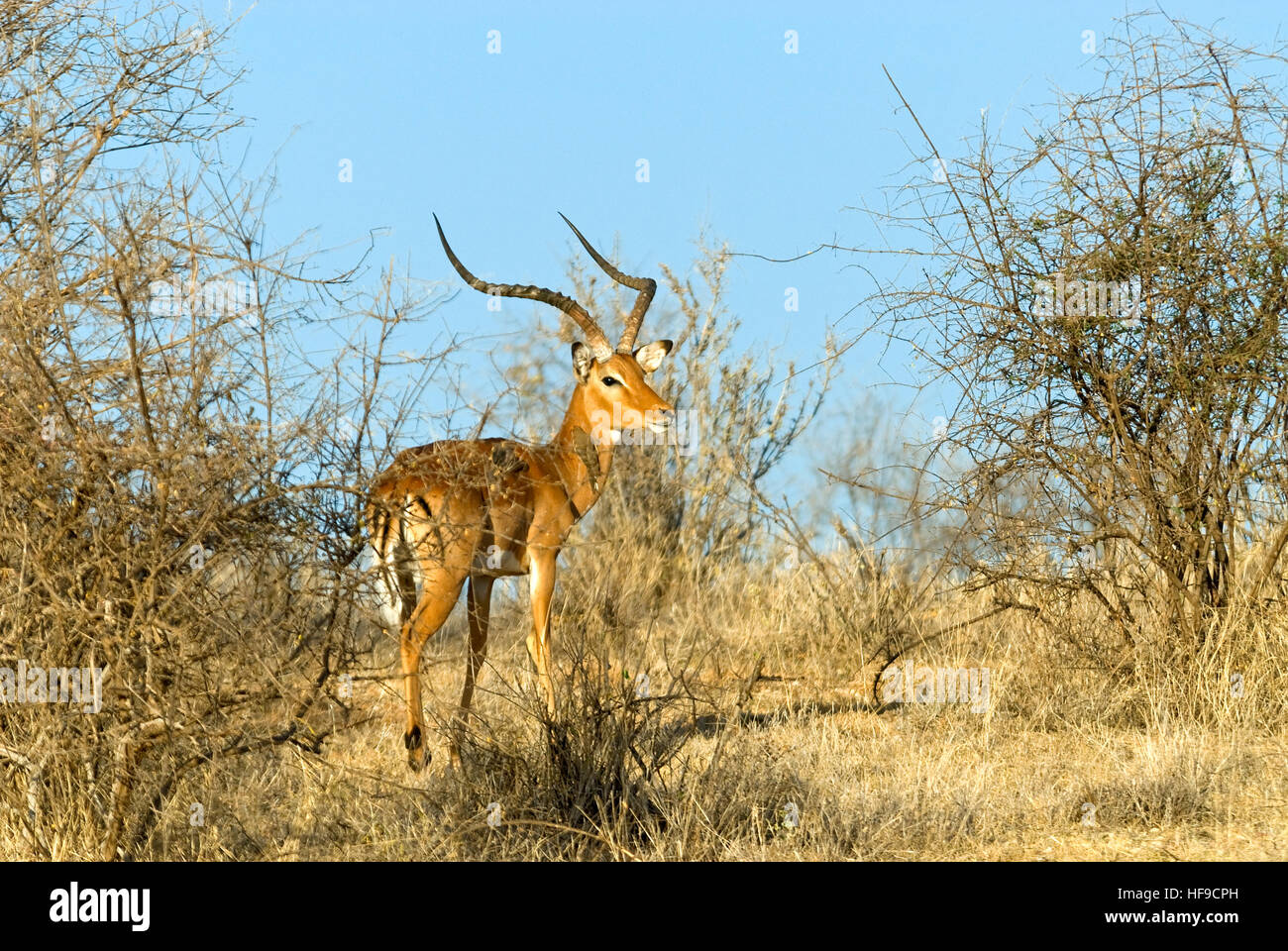 Impala looking back Stock Photo - Alamy