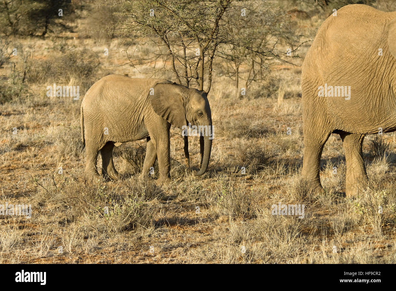 Baby elephant follows Mother Stock Photo - Alamy