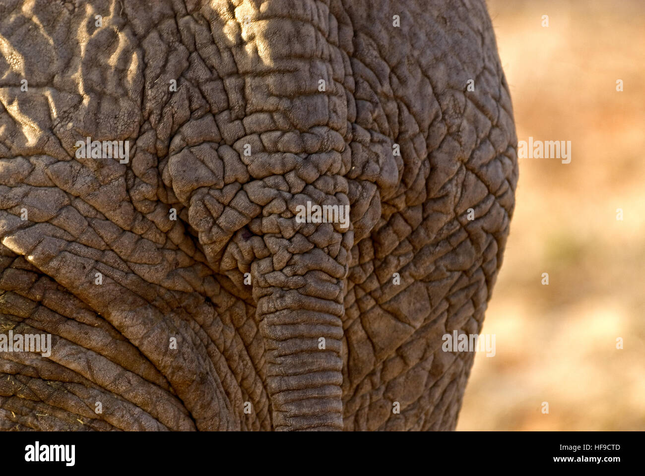 Elephant bum and tail Stock Photo - Alamy