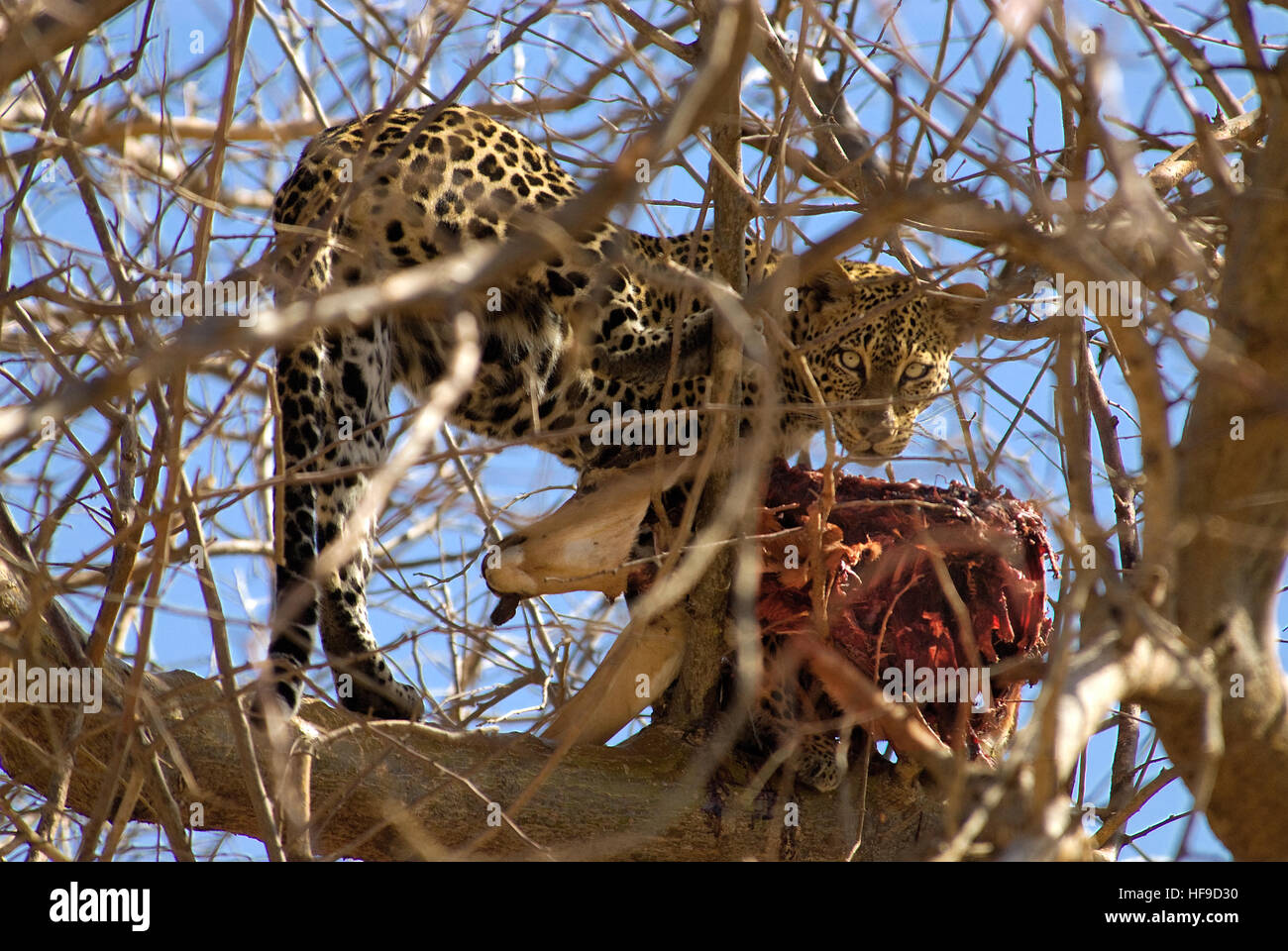 Leopard with kill Stock Photo - Alamy