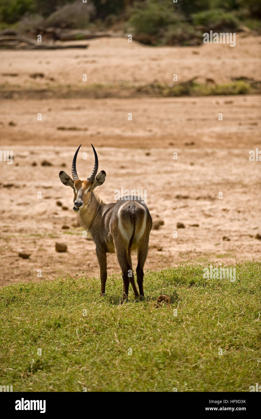 Water buck looking back Stock Photo - Alamy