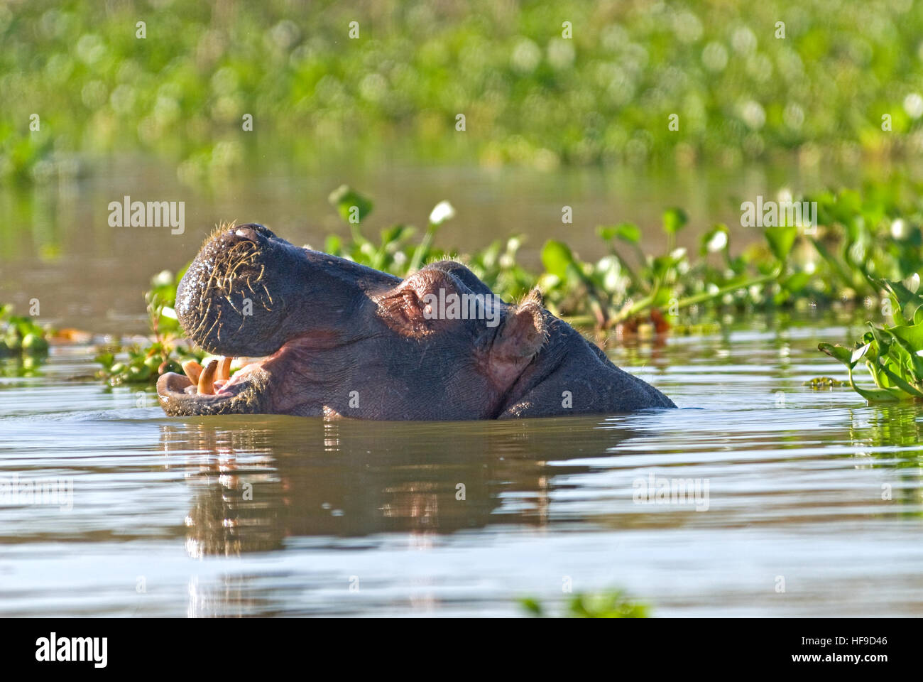 Hippo mouth open hi-res stock photography and images - Alamy