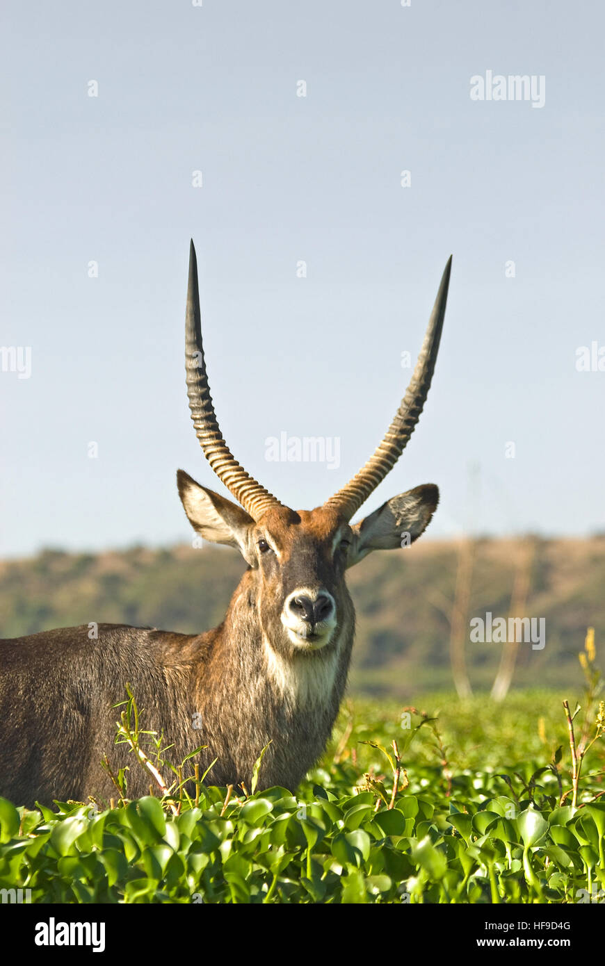 Water Buck in Water Plants Stock Photo - Alamy