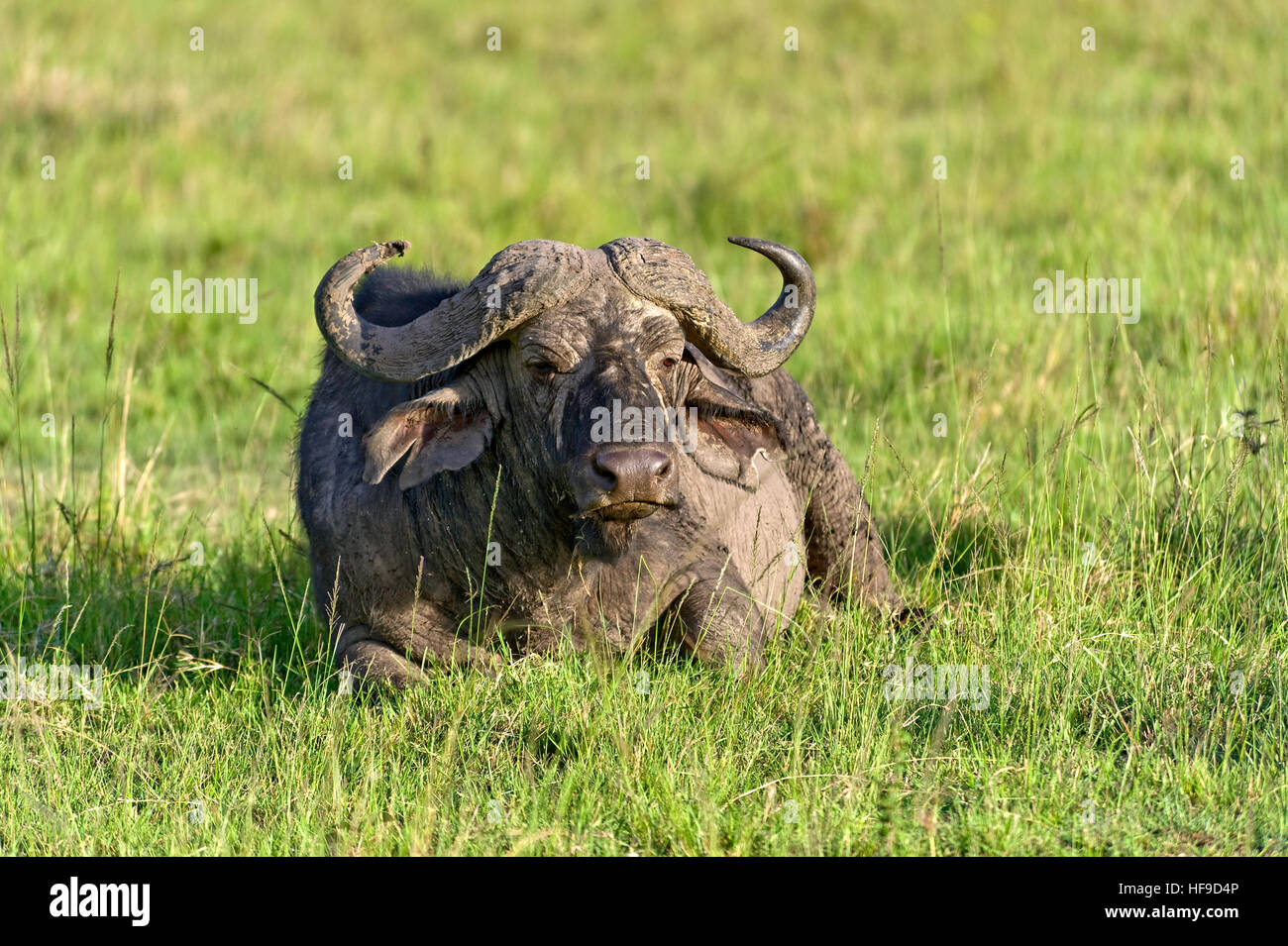 Resting water buffalo hi-res stock photography and images - Alamy