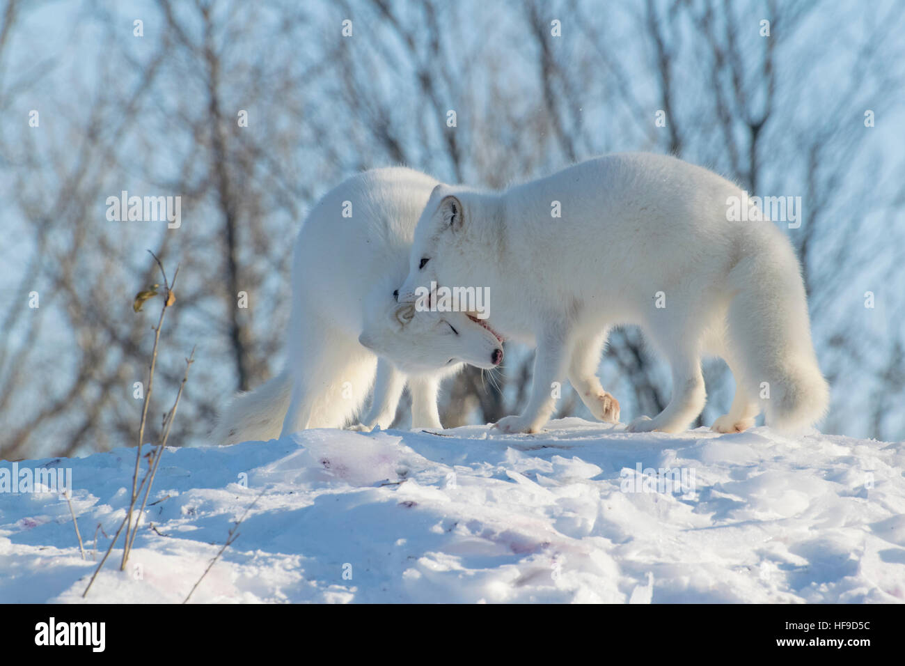 A pair of young Arctic Foxes playing Stock Photo - Alamy
