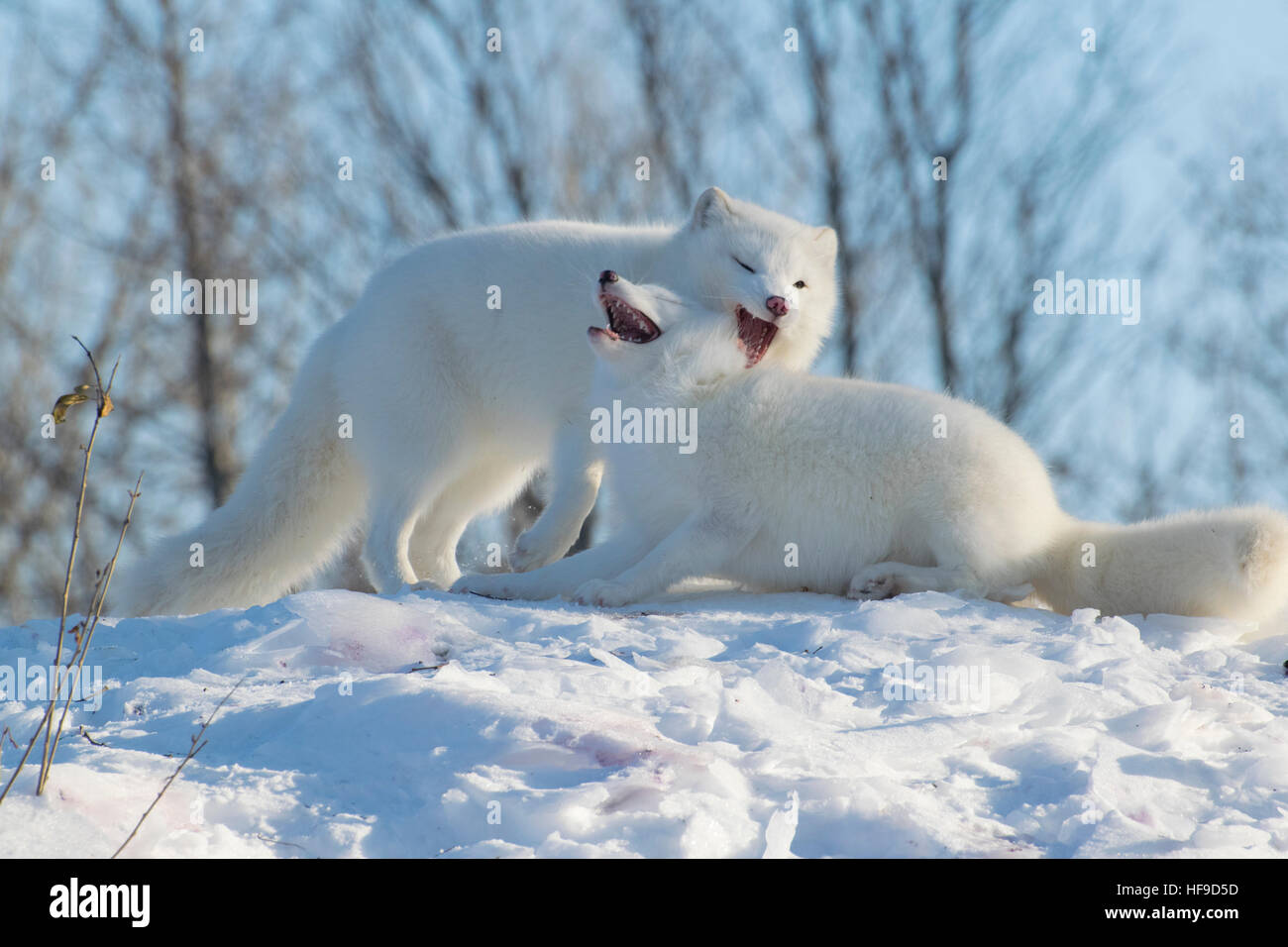 A pair of young Arctic Foxes playing Stock Photo - Alamy
